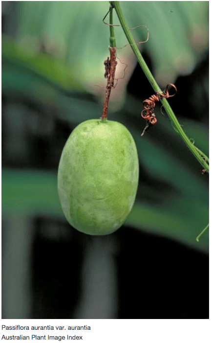 BOLLYGUM | Bollygum Children's Book